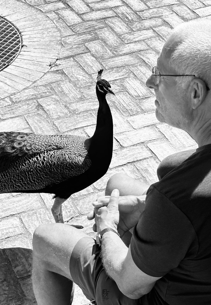 The man and the peacock • Streets of Nuremberg • Street Photos
